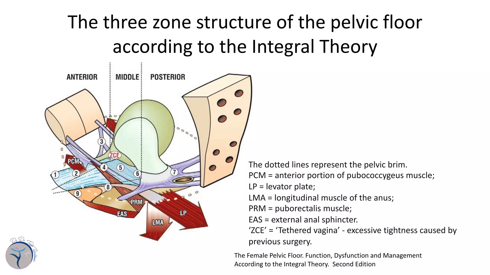 Pelvic anatomy in relation with pelvic organ prolapse | PDF