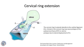Pelvic anatomy in relation with pelvic organ prolapse | PDF