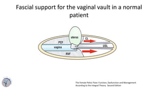 Pelvic anatomy in relation with pelvic organ prolapse | PDF