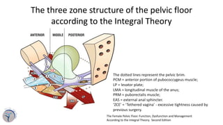 Pelvic anatomy in relation with pelvic organ prolapse | PDF