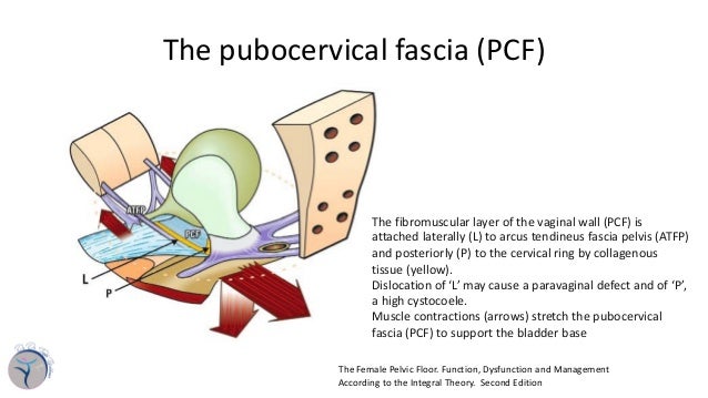 Pelvic anatomy in relation with pelvic organ prolapse