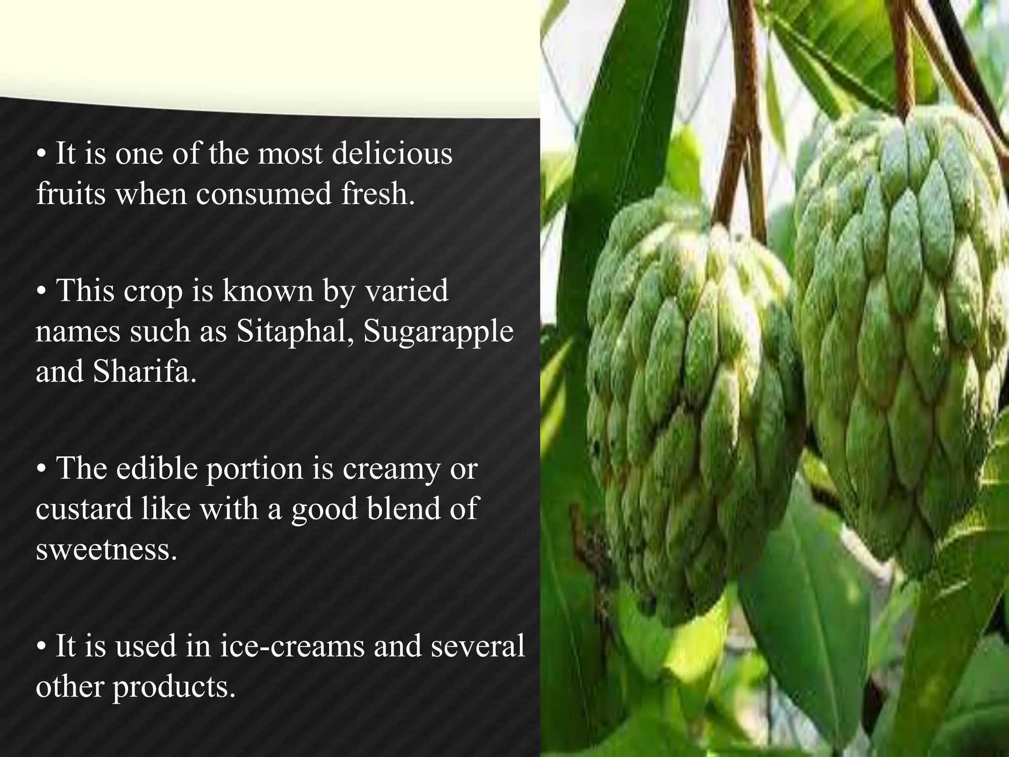 Pop custard apple(sitaphal) | PPT