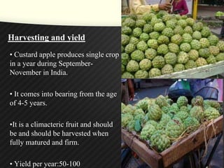 Pop custard apple(sitaphal) | PPT