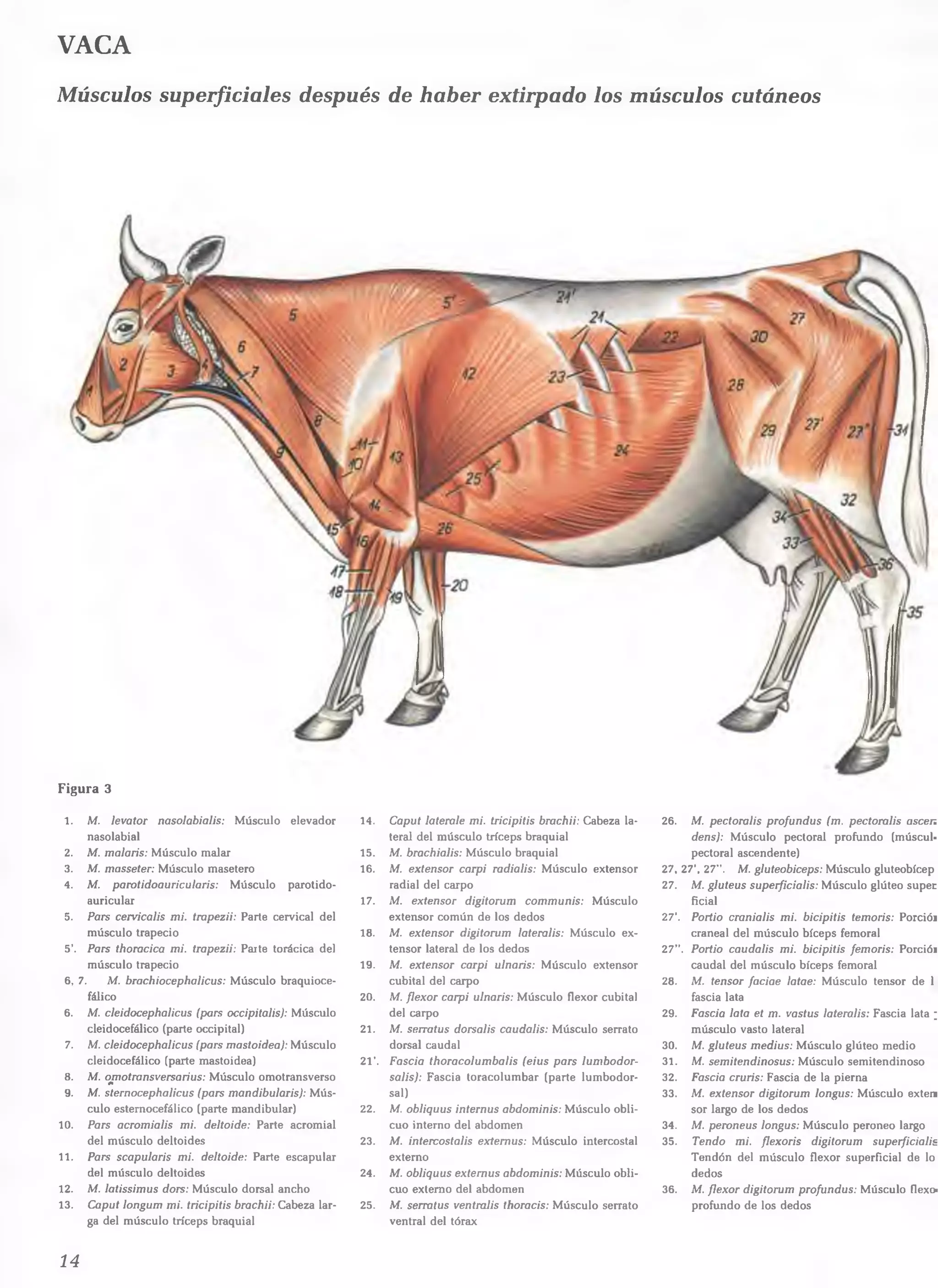 Popesko peter-atlas de anatomia topografica de los animales domesticos ...
