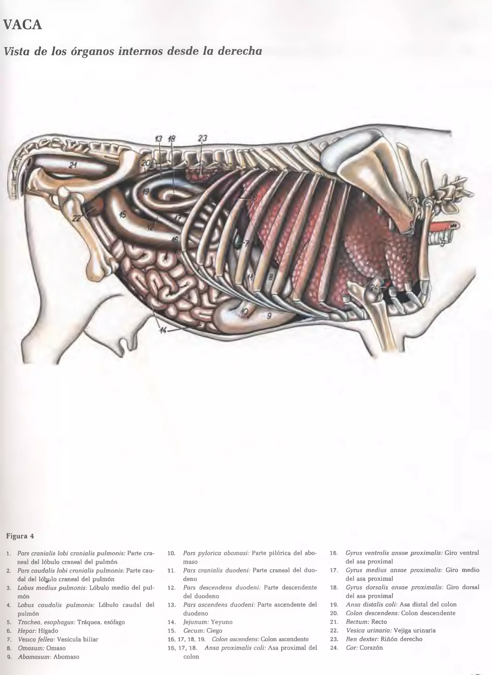 Popesko peter-atlas de anatomia topografica de los animales domesticos ...