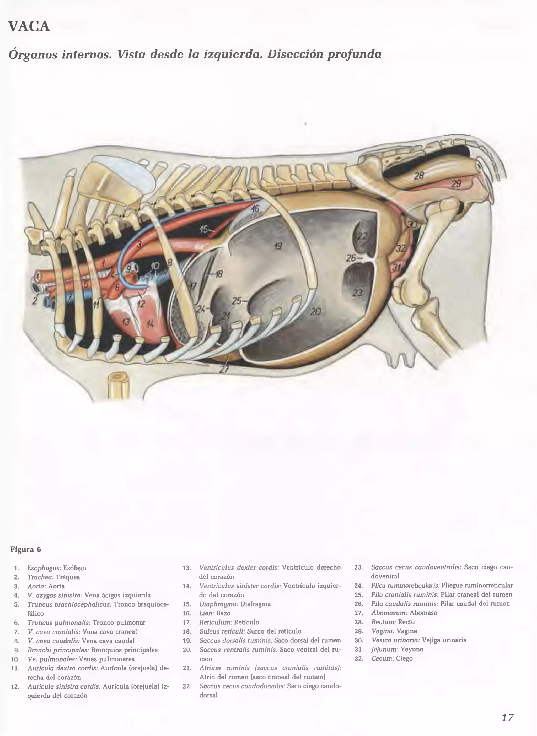 Popesko peter-atlas de anatomia topografica de los animales domesticos ...