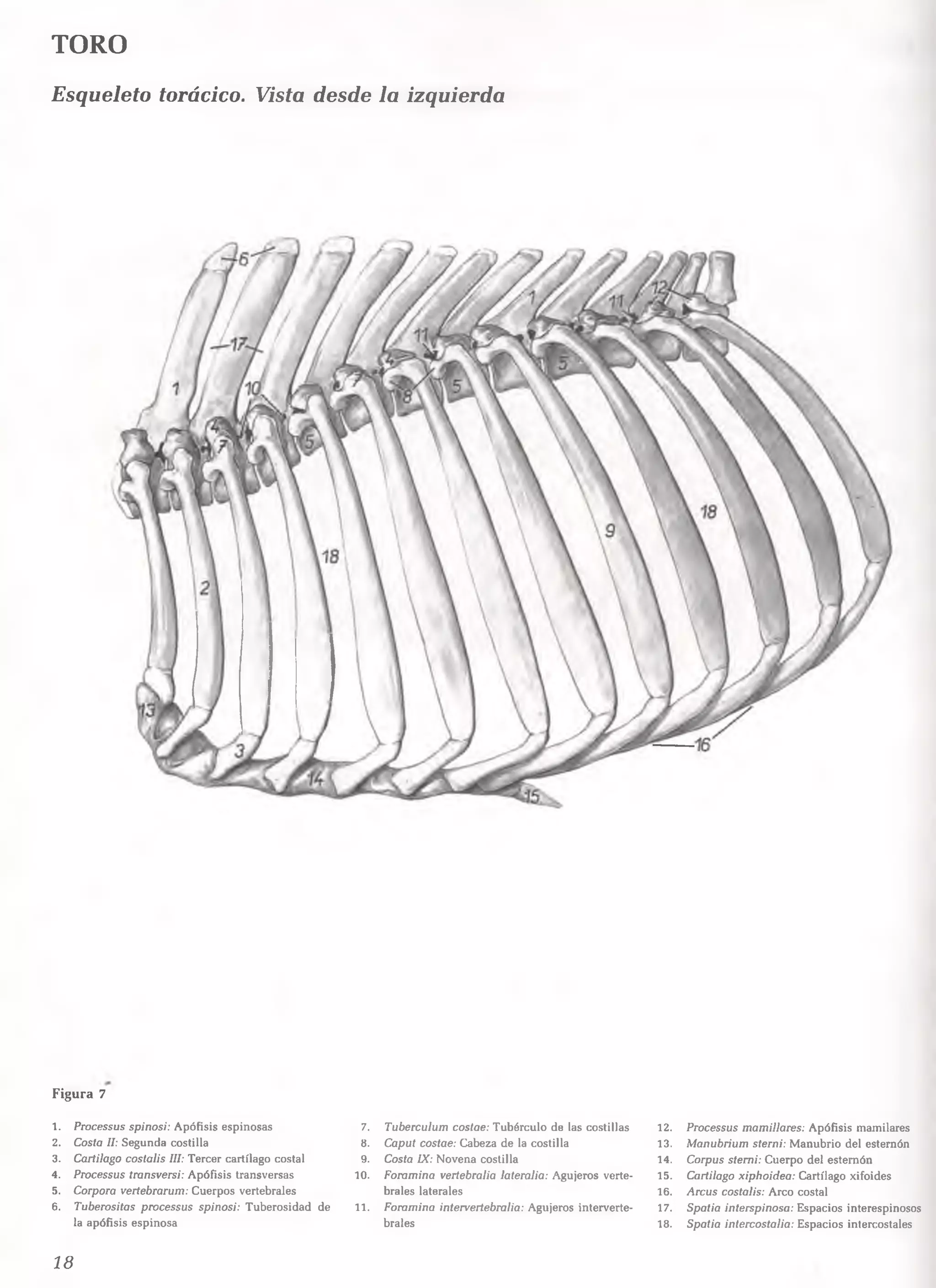 Popesko peter-atlas de anatomia topografica de los animales domesticos ...