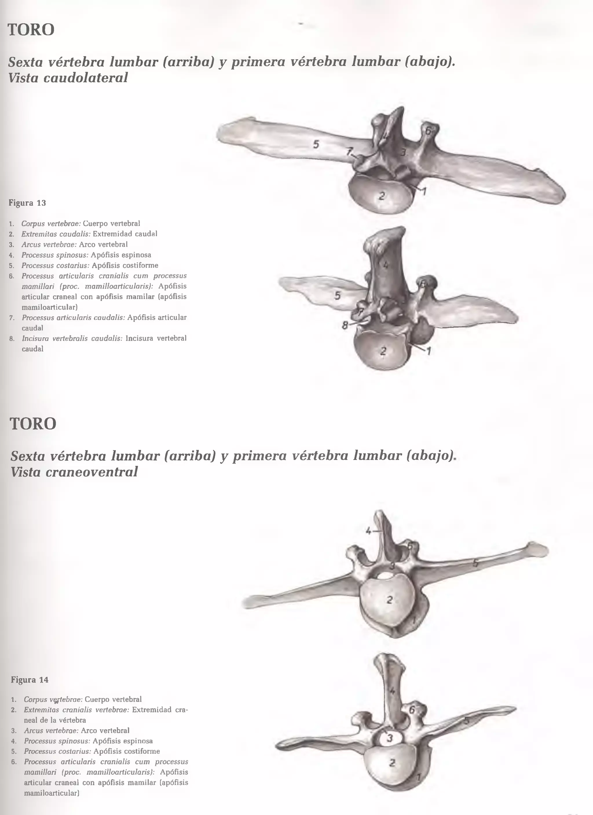Popesko peter-atlas de anatomia topografica de los animales domesticos ...