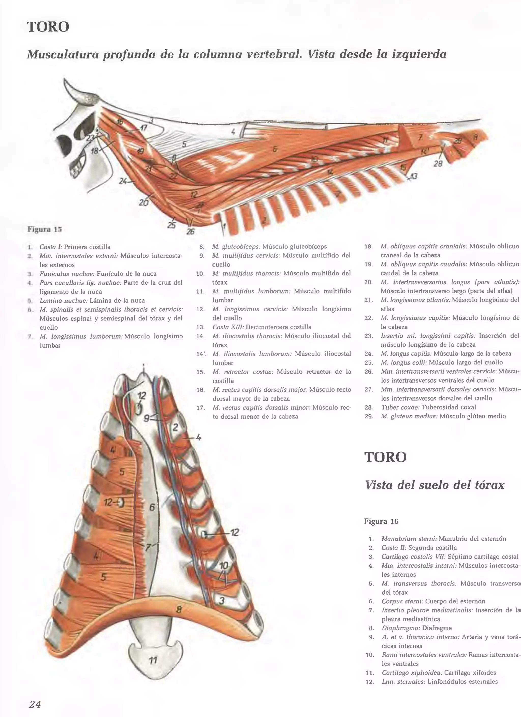 Popesko peter-atlas de anatomia topografica de los animales domesticos ...