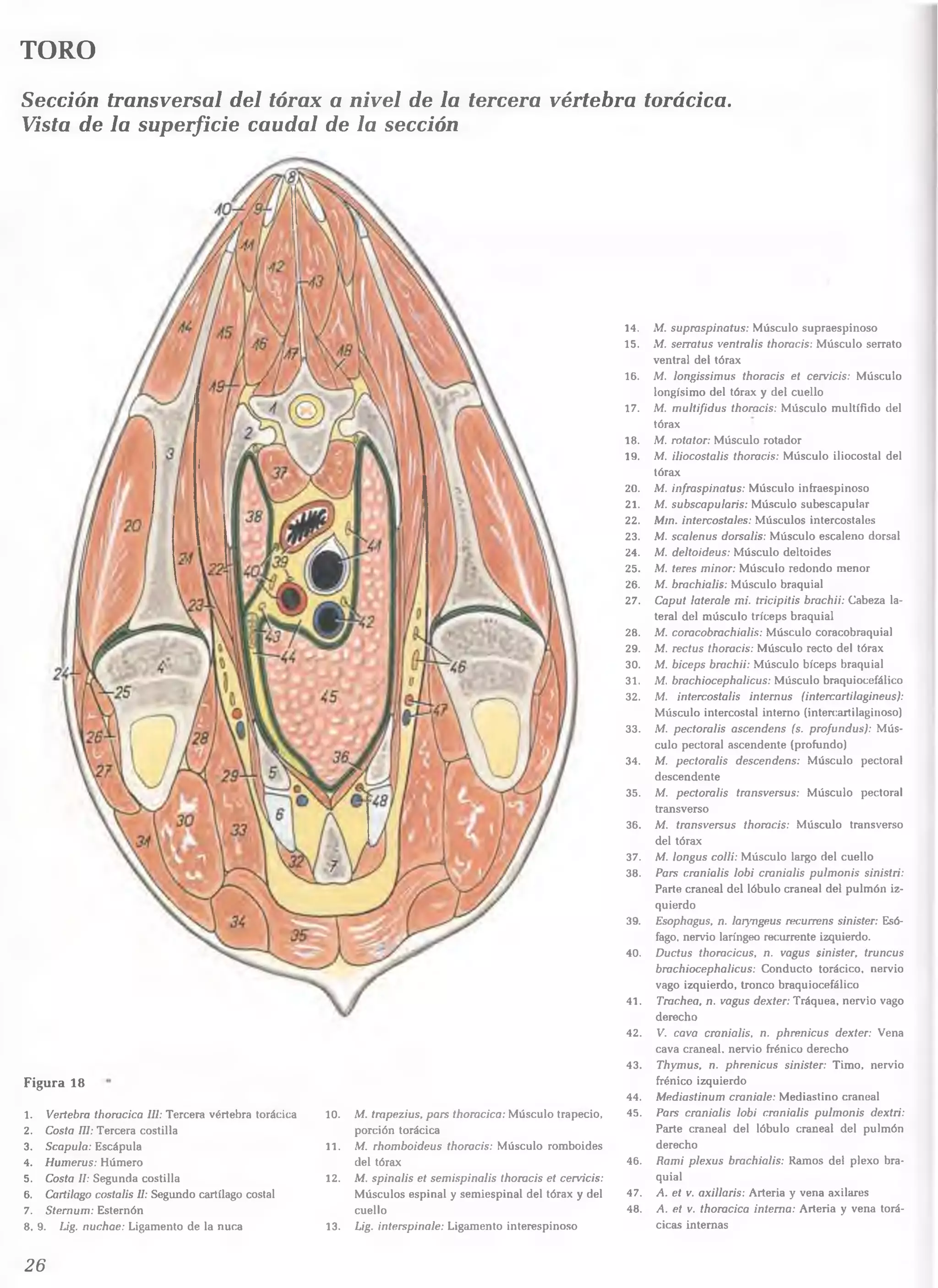 Popesko peter-atlas de anatomia topografica de los animales domesticos ...