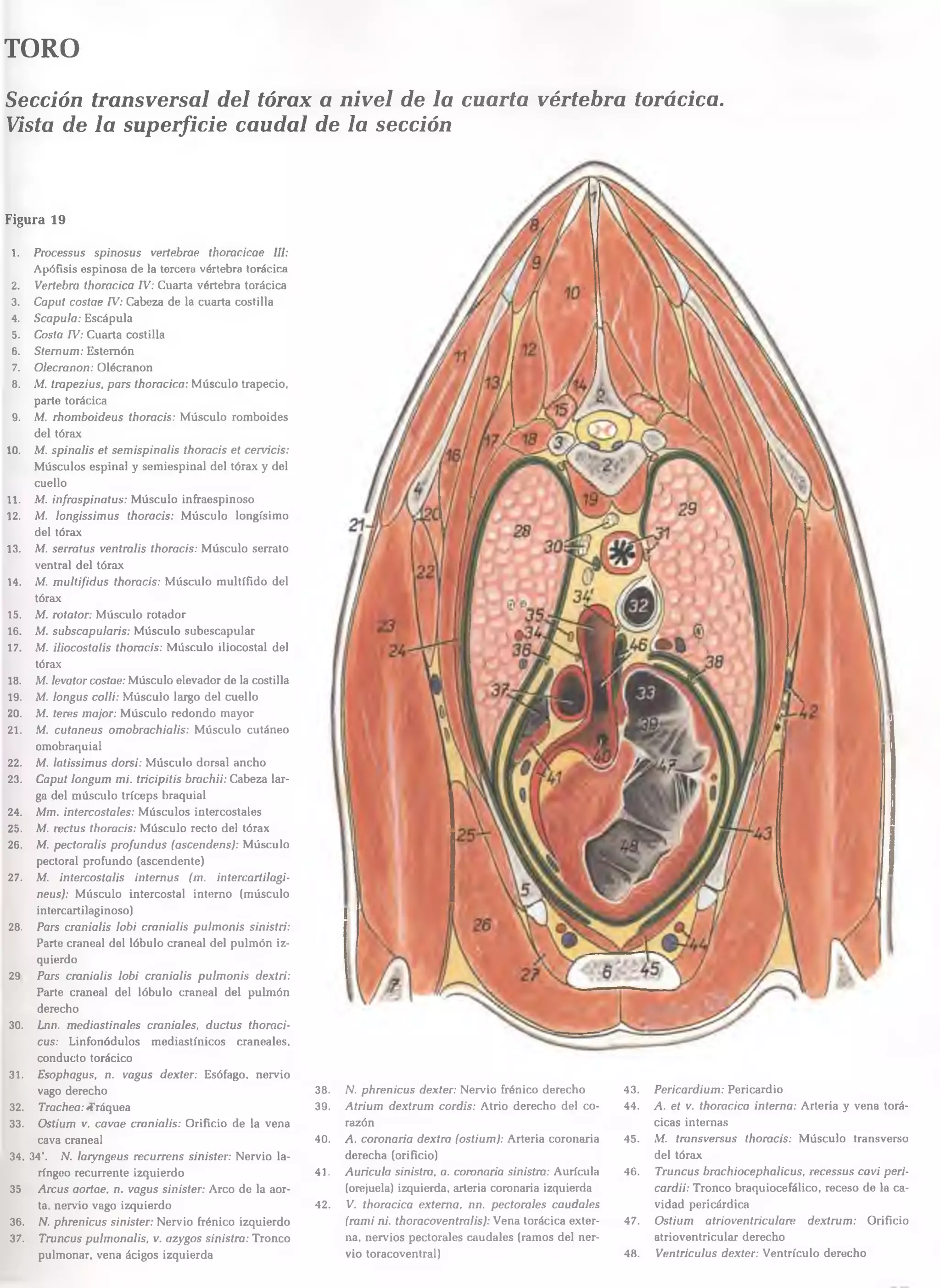 Popesko peter-atlas de anatomia topografica de los animales domesticos ...