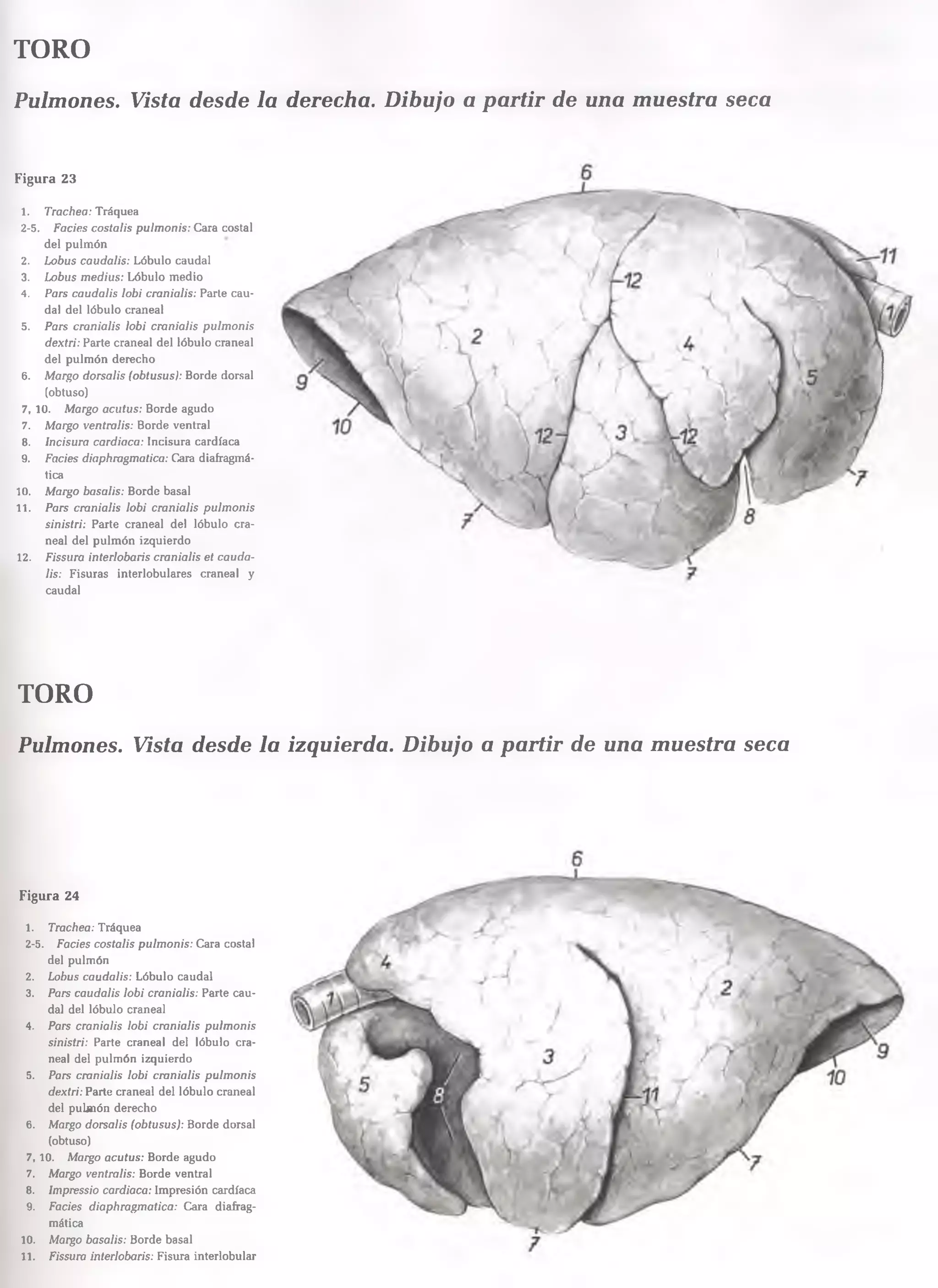 Popesko peter-atlas de anatomia topografica de los animales domesticos ...