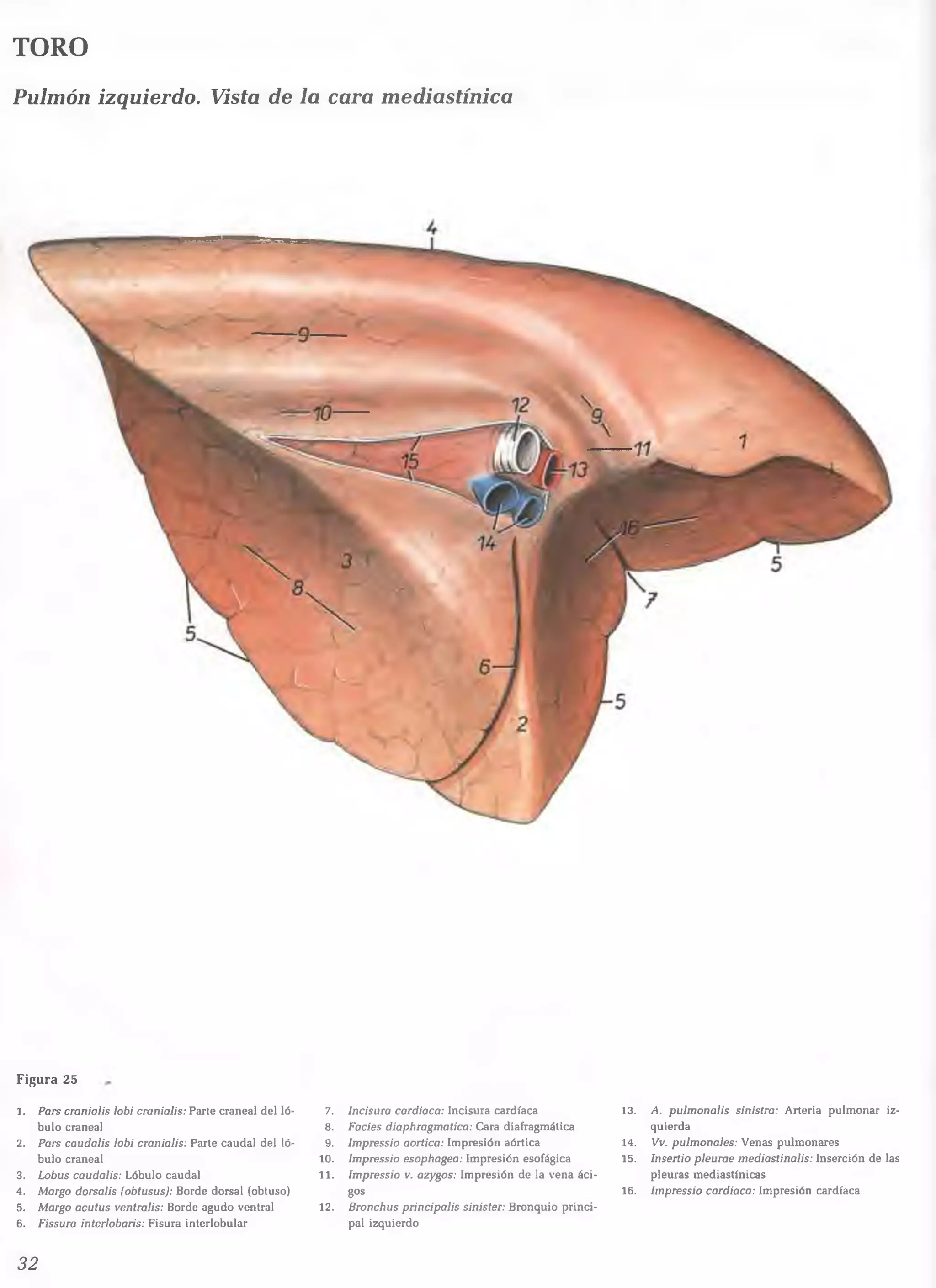 Popesko peter-atlas de anatomia topografica de los animales domesticos ...