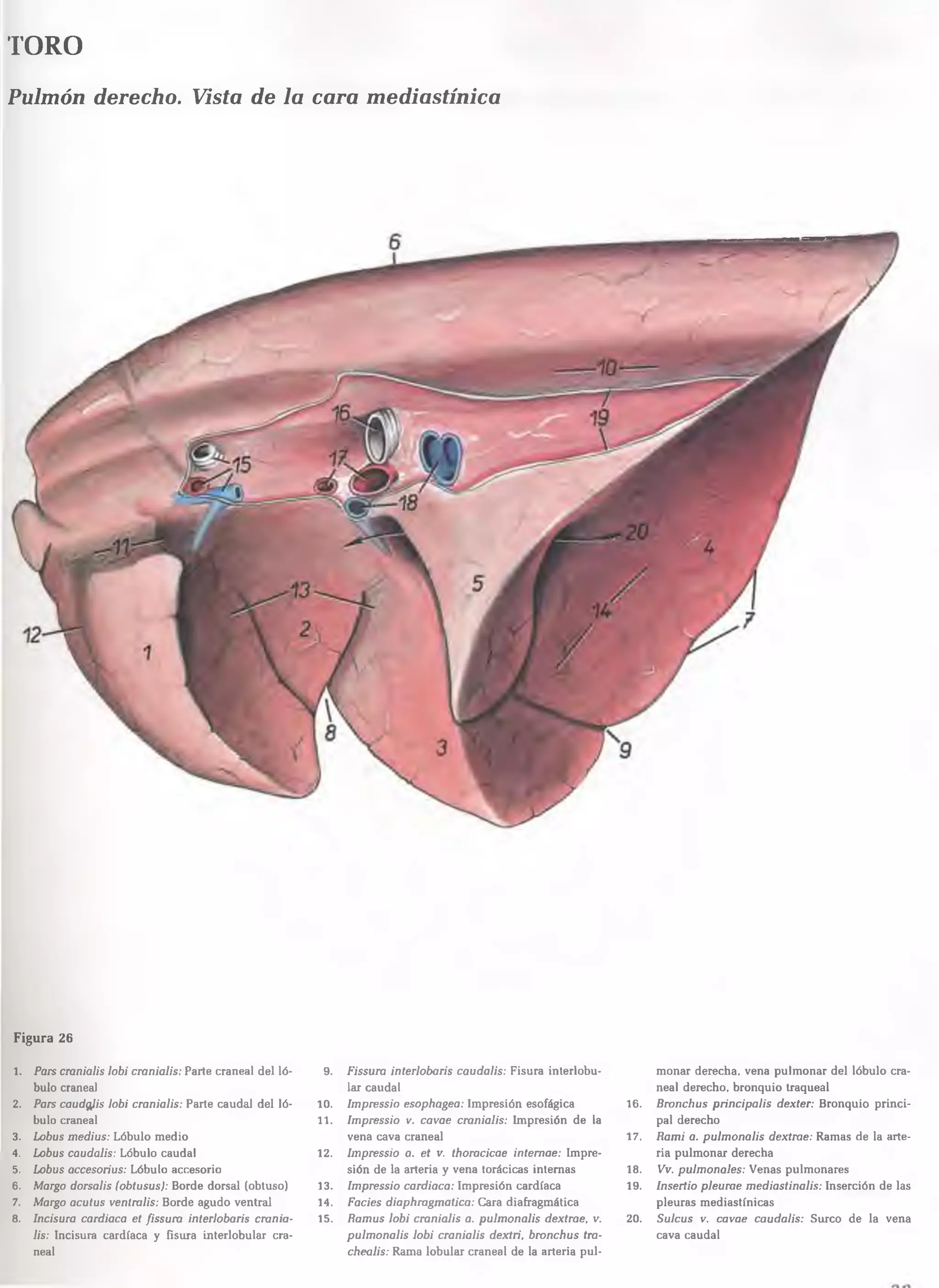 Popesko peter-atlas de anatomia topografica de los animales domesticos ...