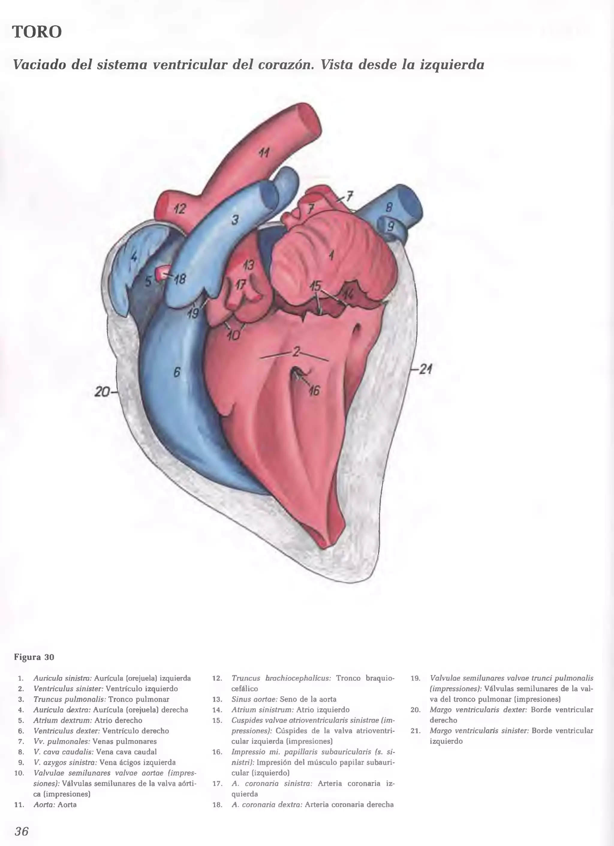 Popesko peter-atlas de anatomia topografica de los animales domesticos ...