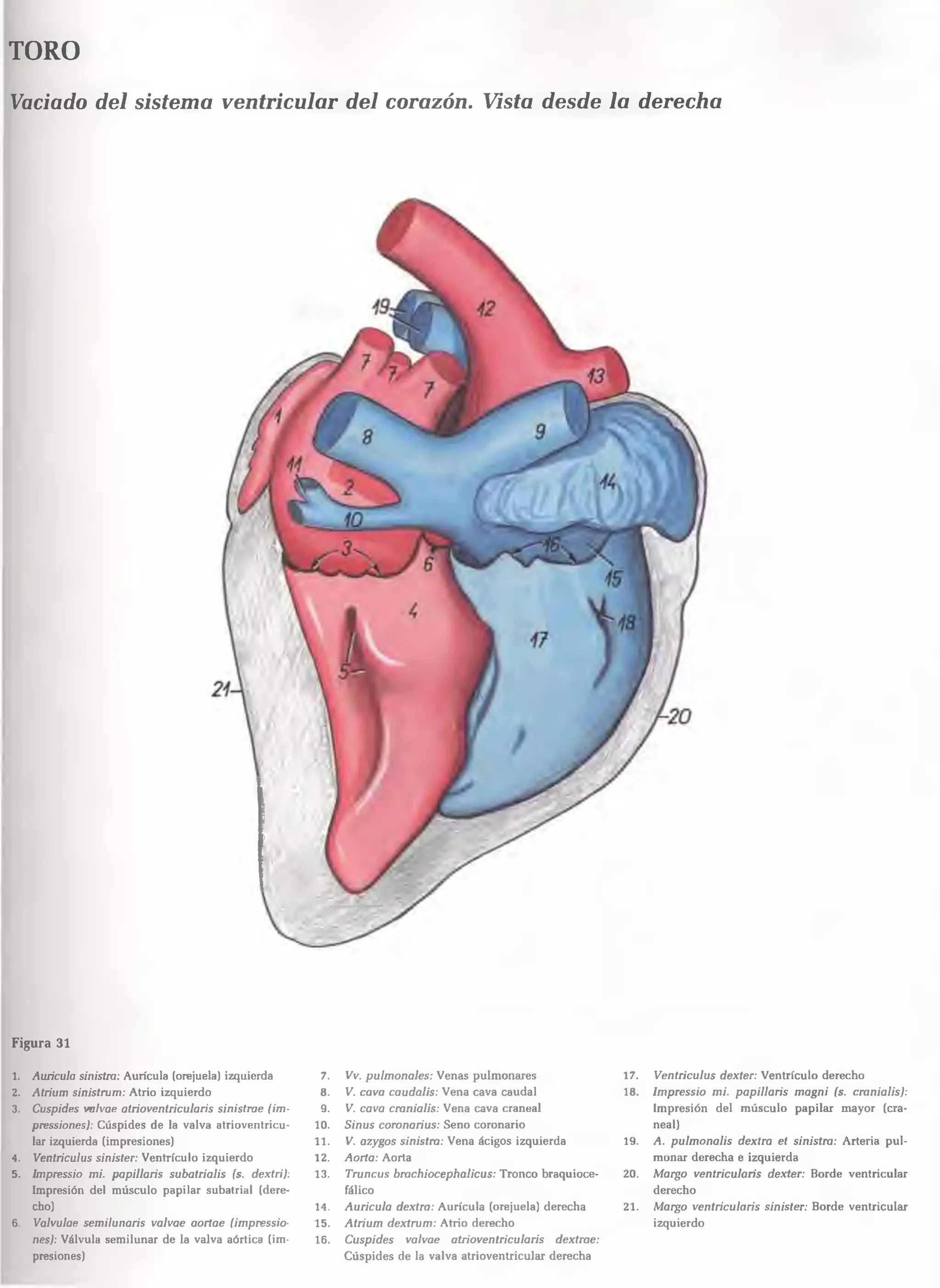 Popesko peter-atlas de anatomia topografica de los animales domesticos ...