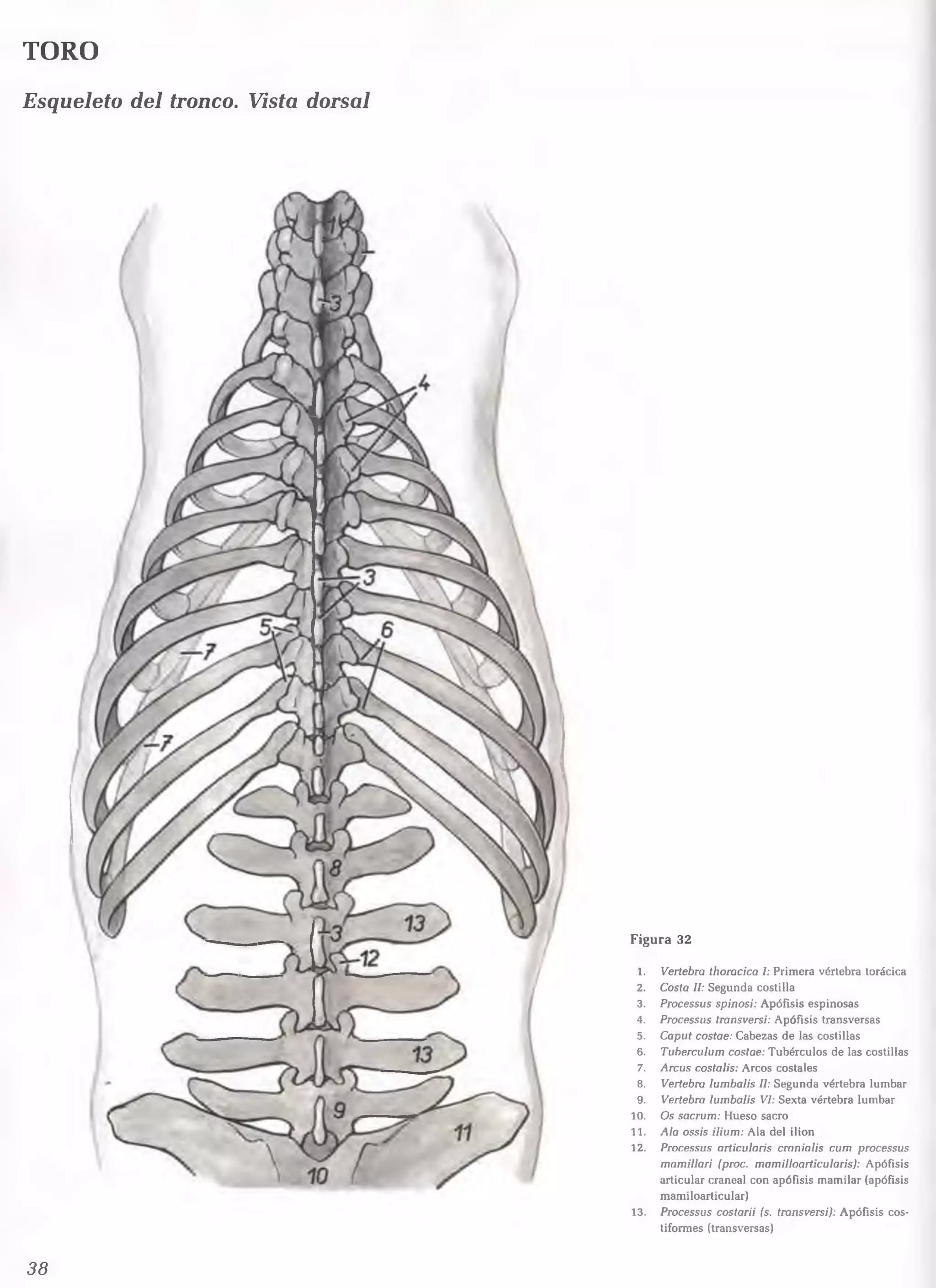 Popesko peter-atlas de anatomia topografica de los animales domesticos ...