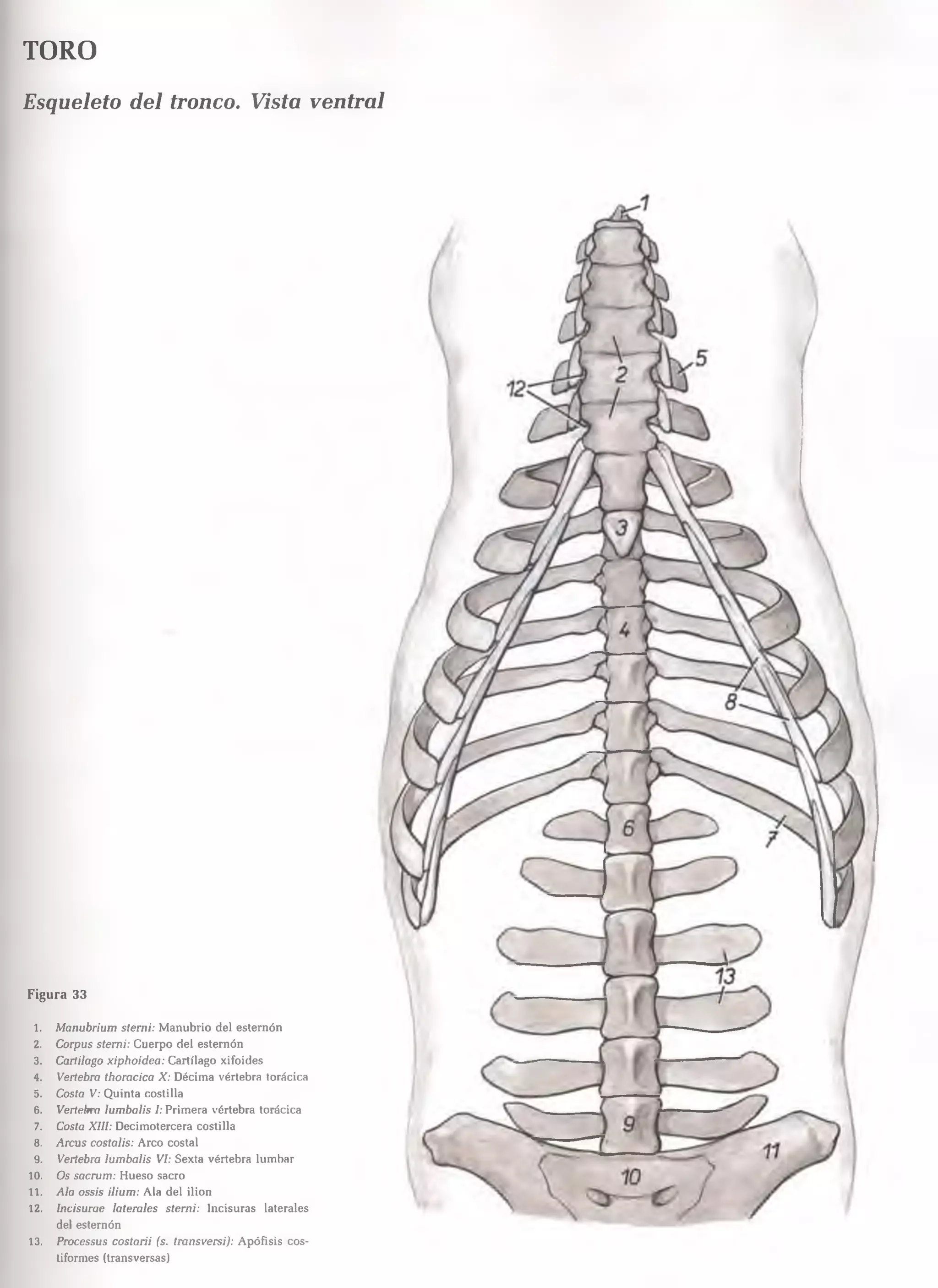 Popesko peter-atlas de anatomia topografica de los animales domesticos ...
