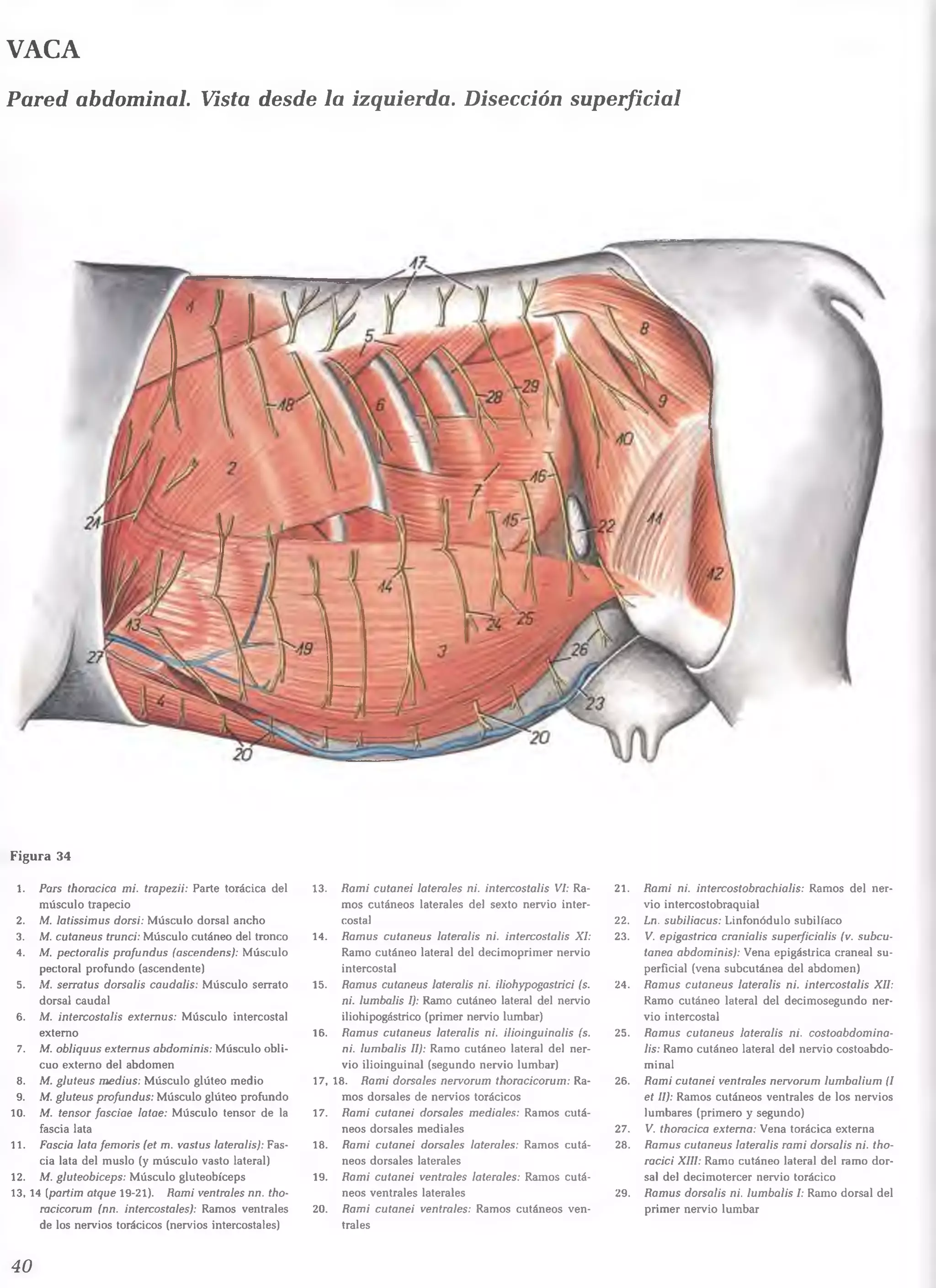 Popesko peter-atlas de anatomia topografica de los animales domesticos ...
