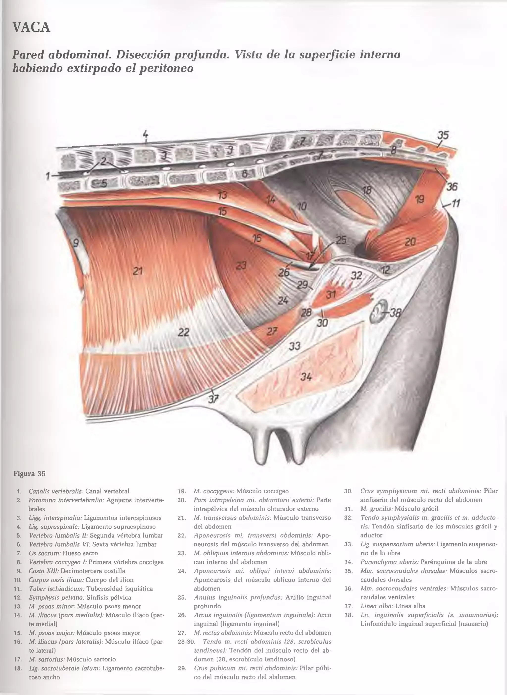 Popesko peter-atlas de anatomia topografica de los animales domesticos ...