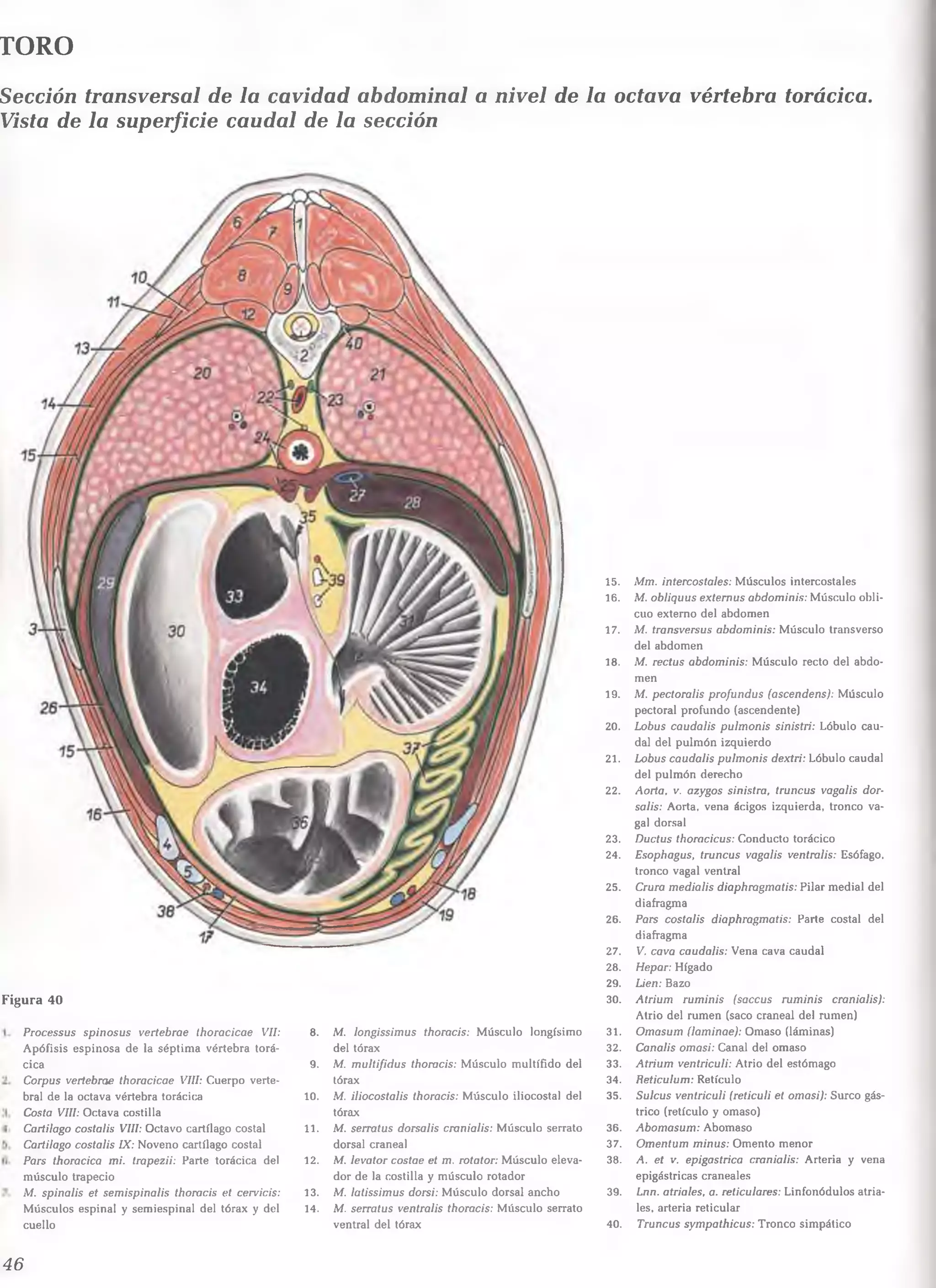 Popesko peter-atlas de anatomia topografica de los animales domesticos ...