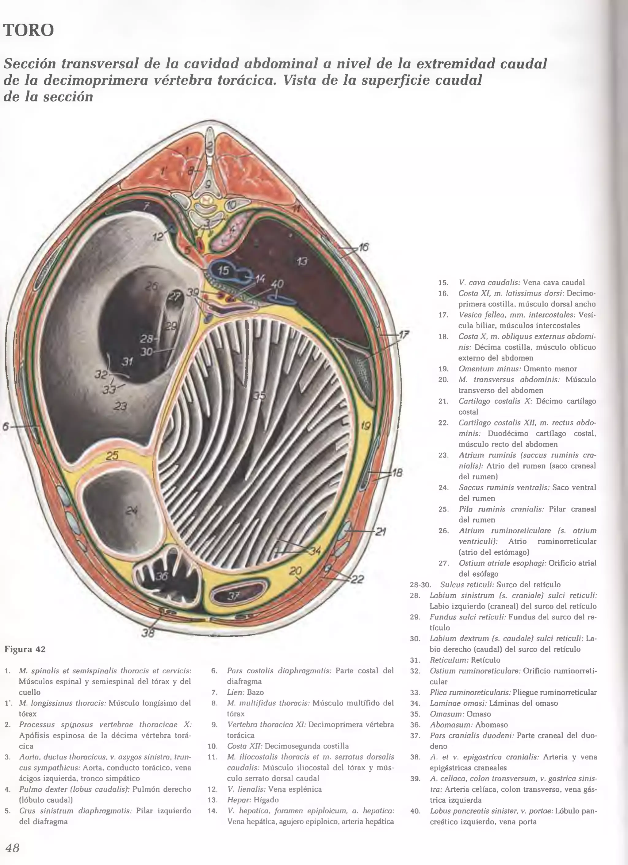 Popesko peter-atlas de anatomia topografica de los animales domesticos ...