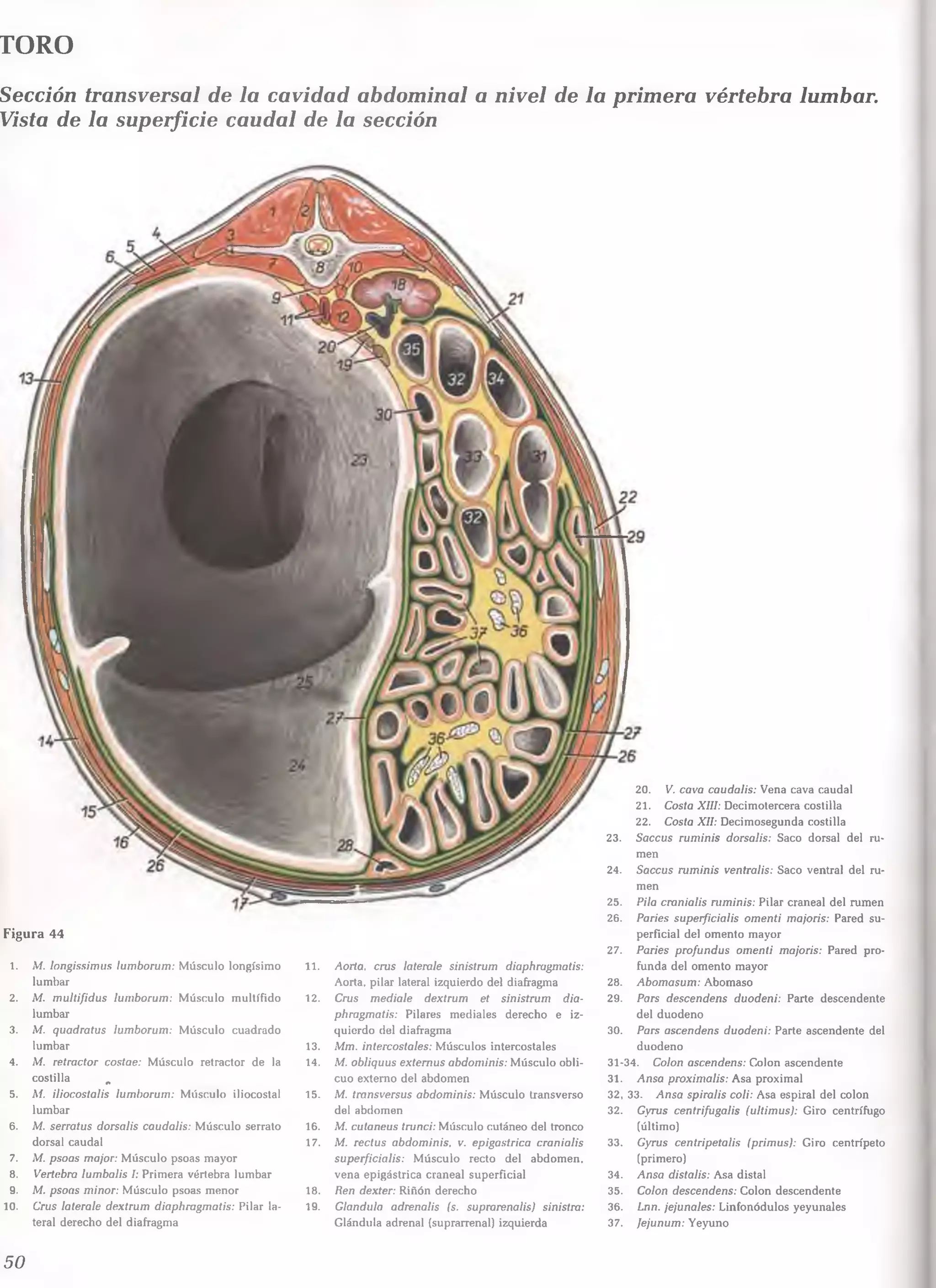 Popesko peter-atlas de anatomia topografica de los animales domesticos ...