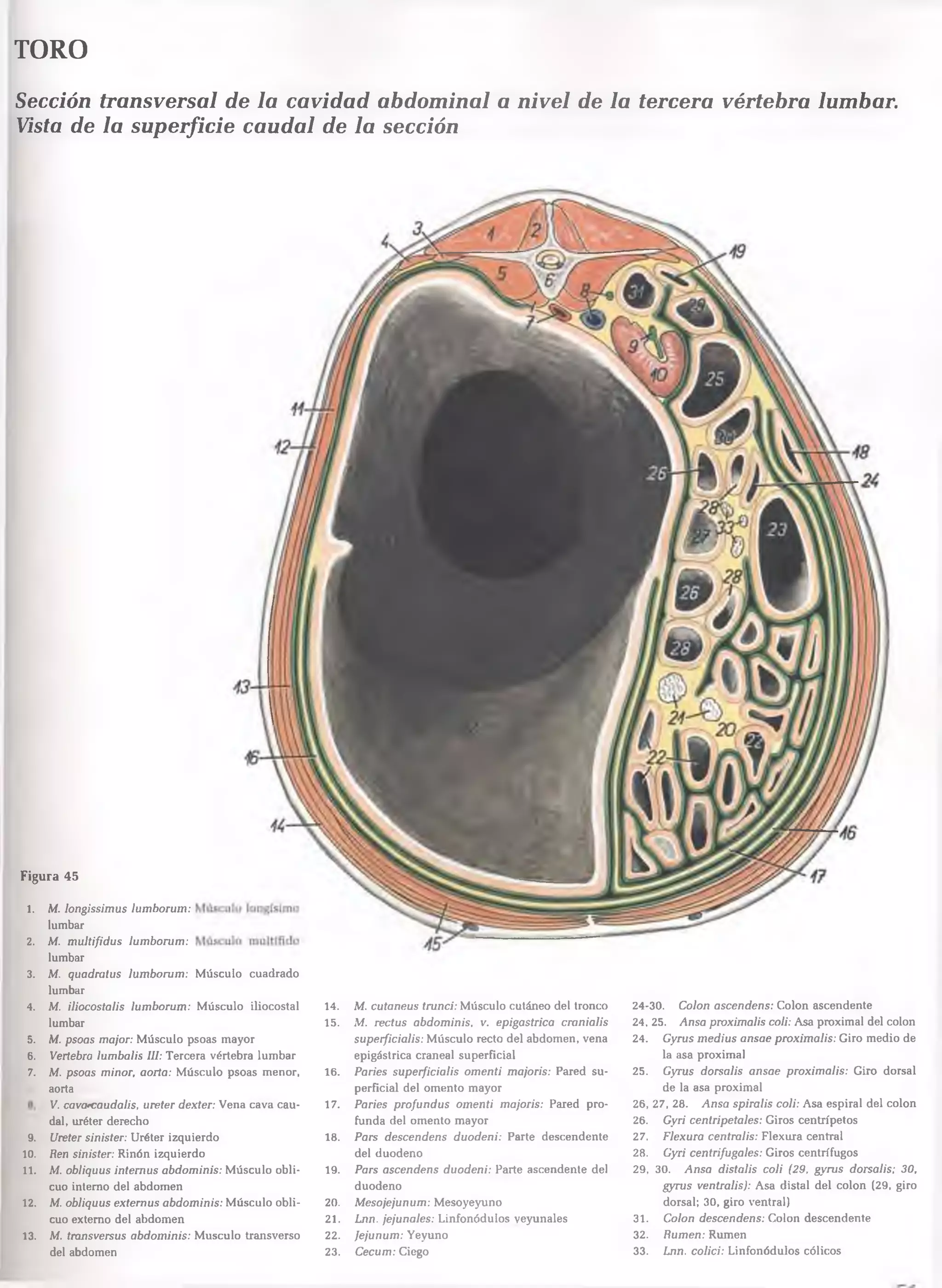 Popesko peter-atlas de anatomia topografica de los animales domesticos ...