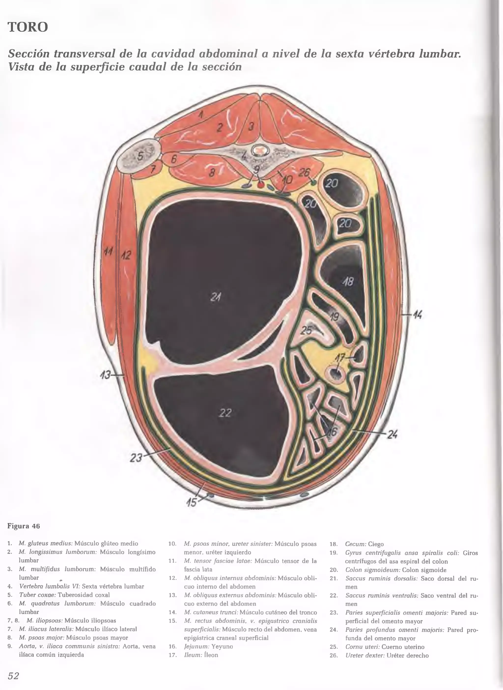 Popesko peter-atlas de anatomia topografica de los animales domesticos ...