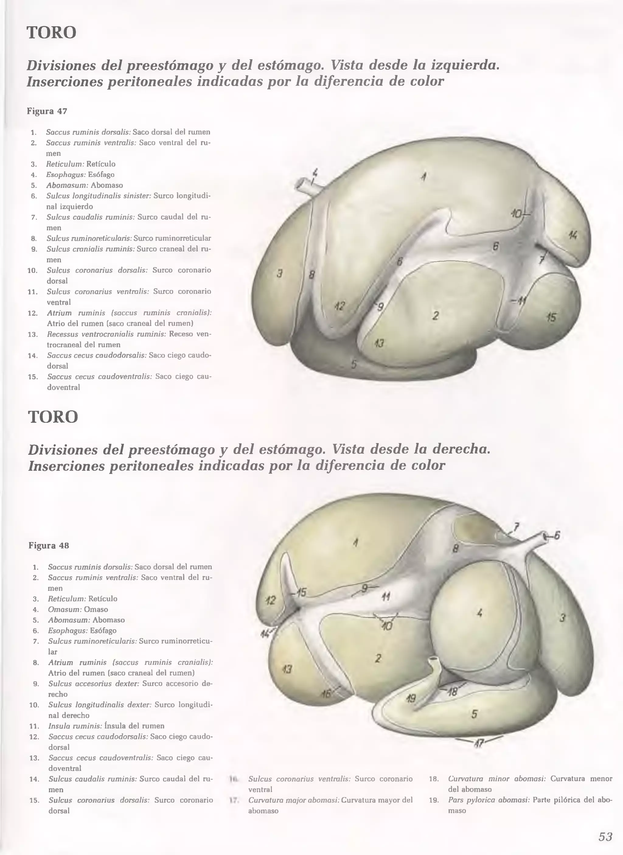 Popesko peter-atlas de anatomia topografica de los animales domesticos ...