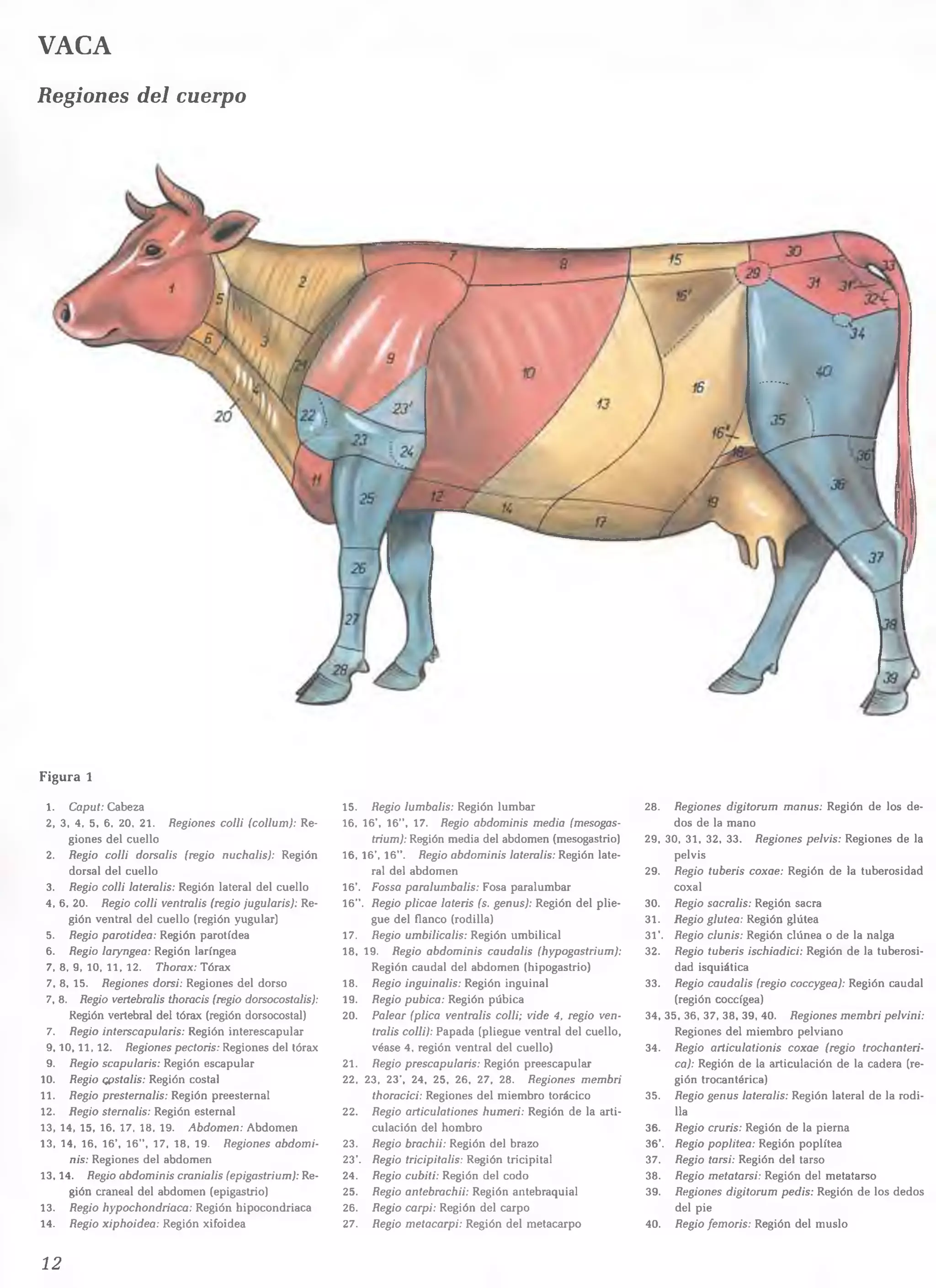 Popesko peter-atlas de anatomia topografica de los animales domesticos ...