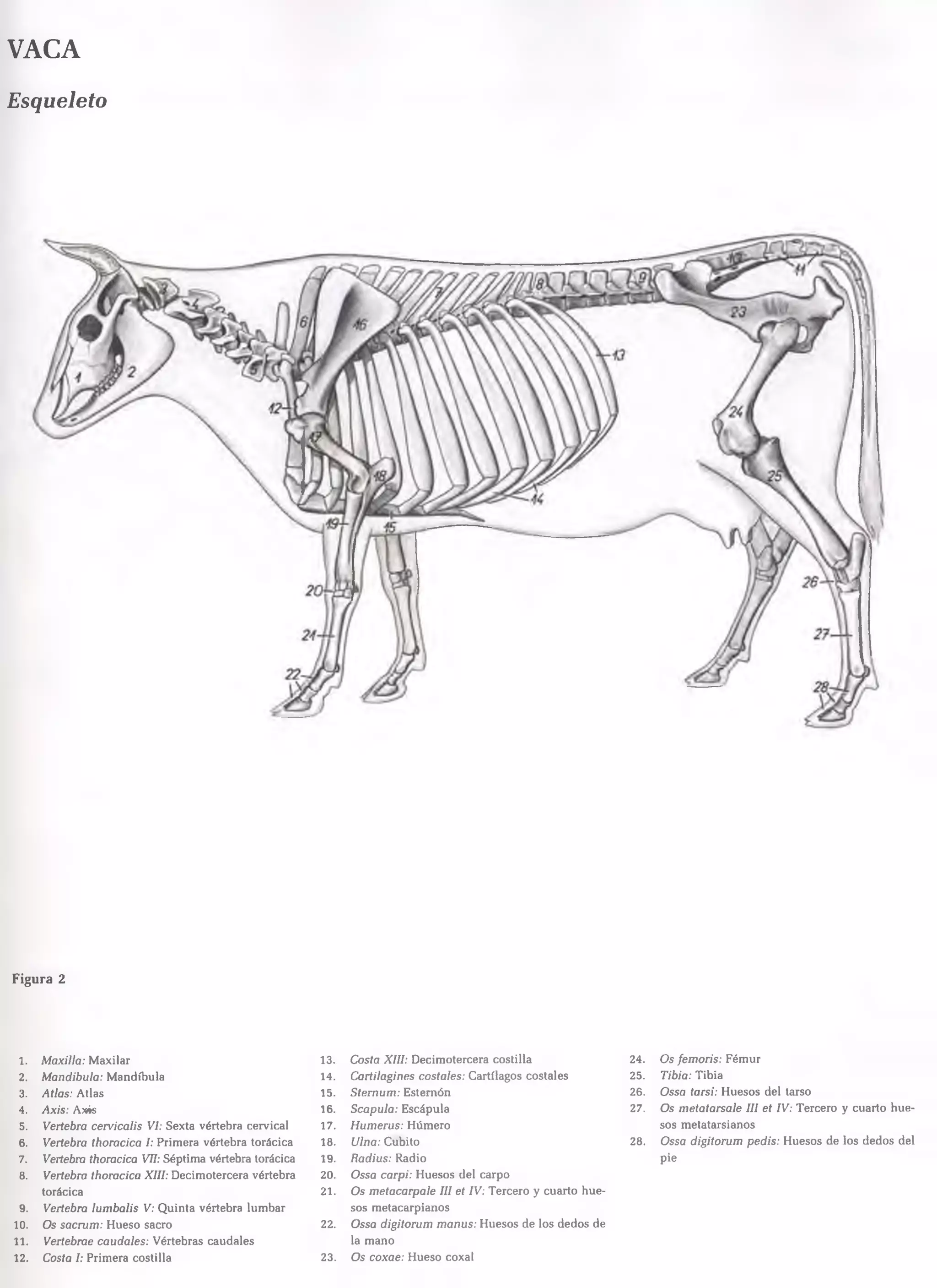 Popesko peter-atlas de anatomia topografica de los animales domesticos ...