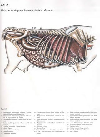 Popesko peter-atlas de anatomia topografica de los animales domesticos ...