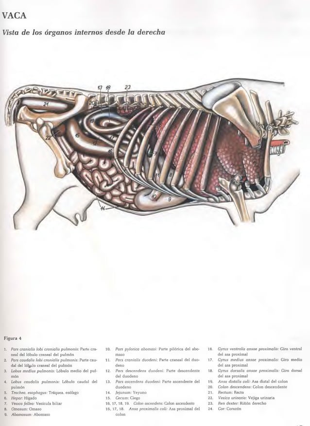 Popesko peter-atlas de anatomia topografica de los animales domesticos ...