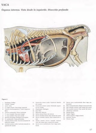 Popesko peter-atlas de anatomia topografica de los animales domesticos ...