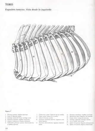 Popesko peter-atlas de anatomia topografica de los animales domesticos ...