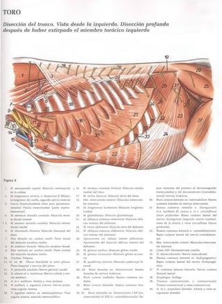 Popesko peter-atlas de anatomia topografica de los animales domesticos ...