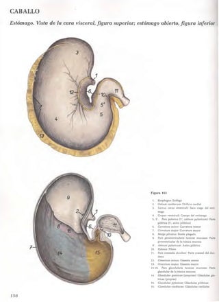 Popesko peter-atlas de anatomia topografica de los animales domesticos ...