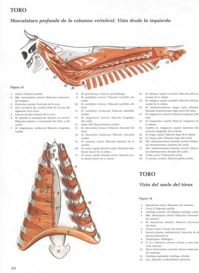 Popesko peter-atlas de anatomia topografica de los animales domesticos ...