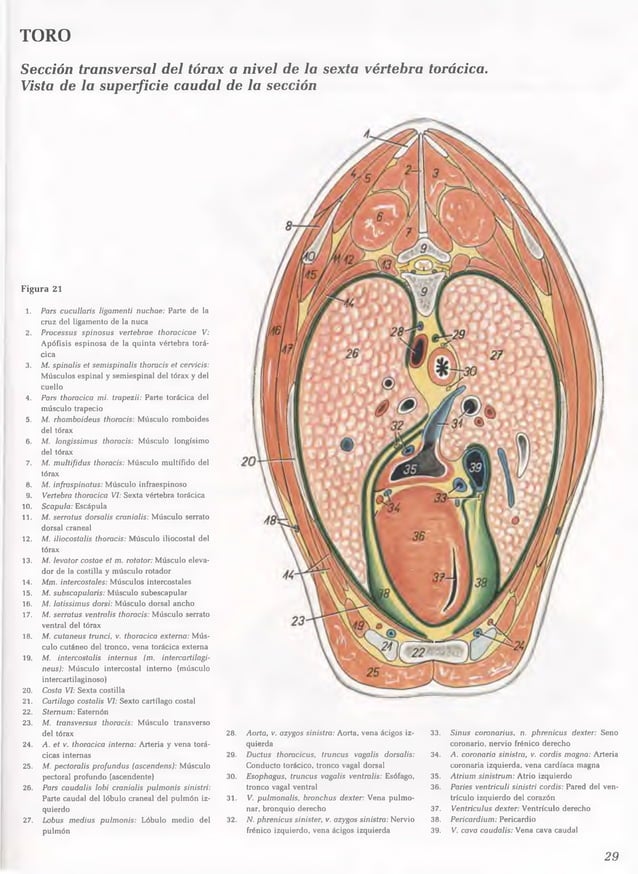 Popesko peter-atlas de anatomia topografica de los animales domesticos ...
