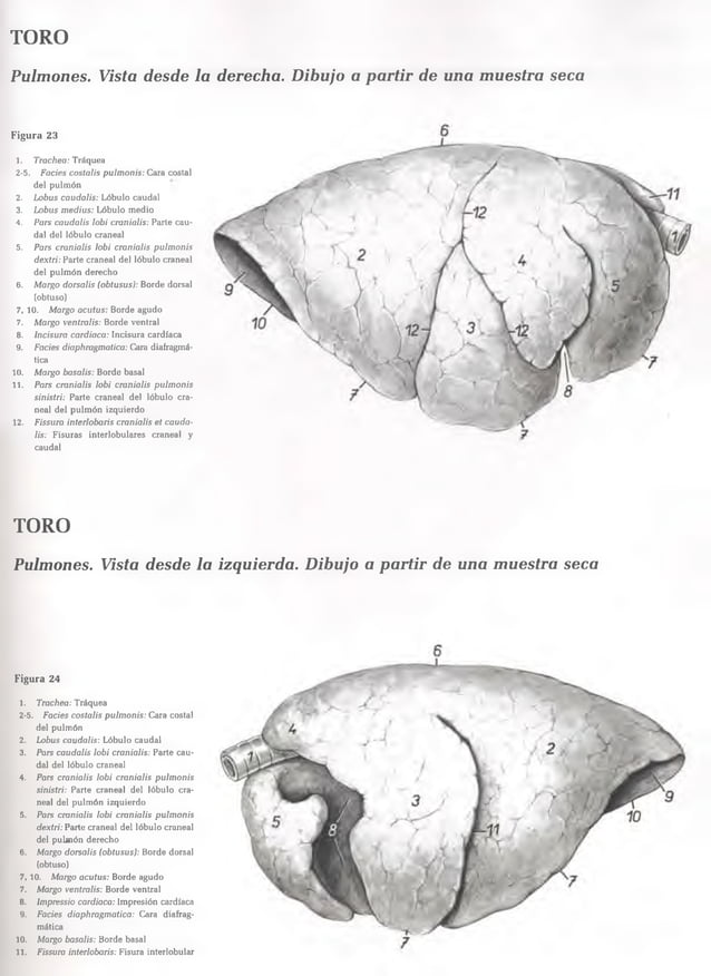 Popesko peter-atlas de anatomia topografica de los animales domesticos ...