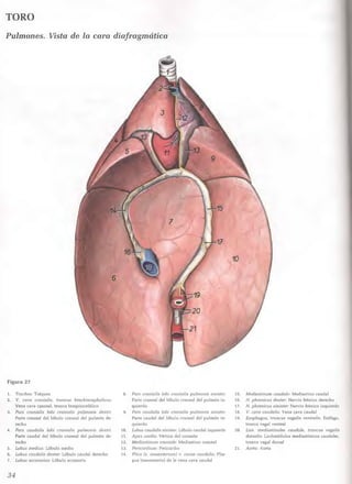 Popesko peter-atlas de anatomia topografica de los animales domesticos ...
