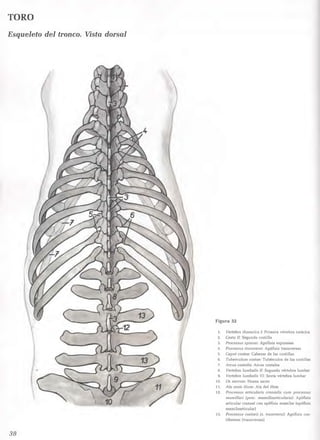 Popesko peter-atlas de anatomia topografica de los animales domesticos ...