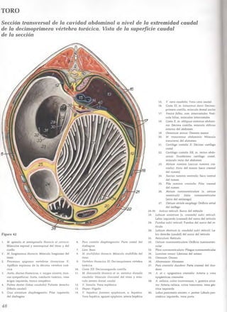 Popesko peter-atlas de anatomia topografica de los animales domesticos ...
