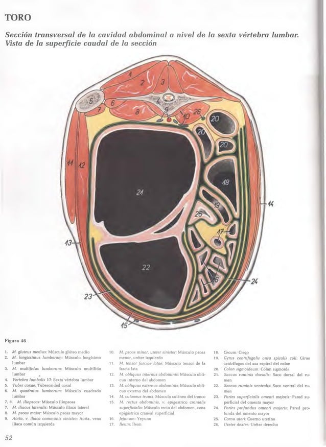 Popesko peter-atlas de anatomia topografica de los animales domesticos ...