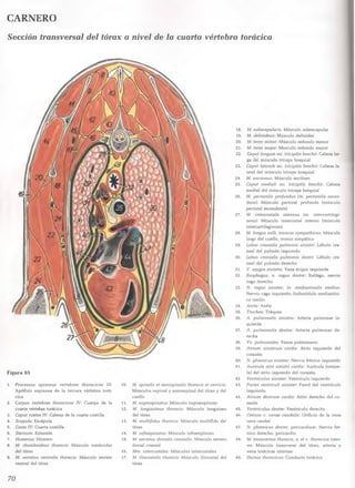 Popesko peter-atlas de anatomia topografica de los animales domesticos ...