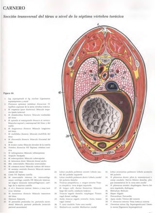 Popesko peter-atlas de anatomia topografica de los animales domesticos ...