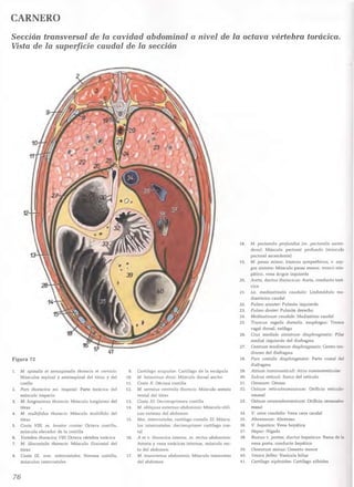 Popesko peter-atlas de anatomia topografica de los animales domesticos ...