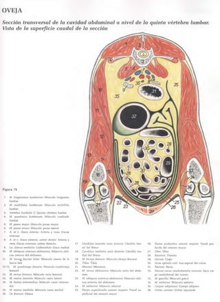Popesko peter-atlas de anatomia topografica de los animales domesticos ...