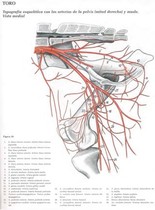 Popesko peter atlas de anatomia topografica de los animales domesticos ...